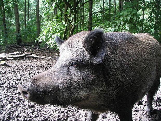 Germany’s radioactive boars a legacy of Chernobyl – Desdemona Despair